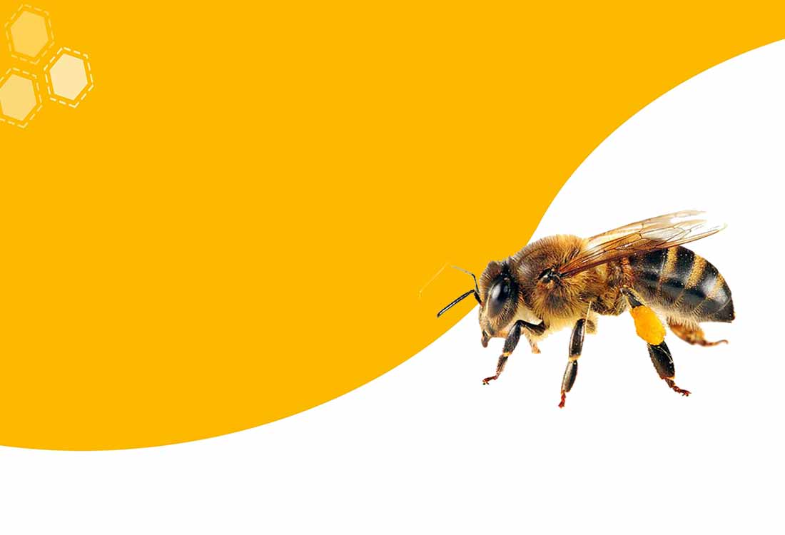 PCELAR DOO: Sve za pčele i pčelare – Pčelar doo