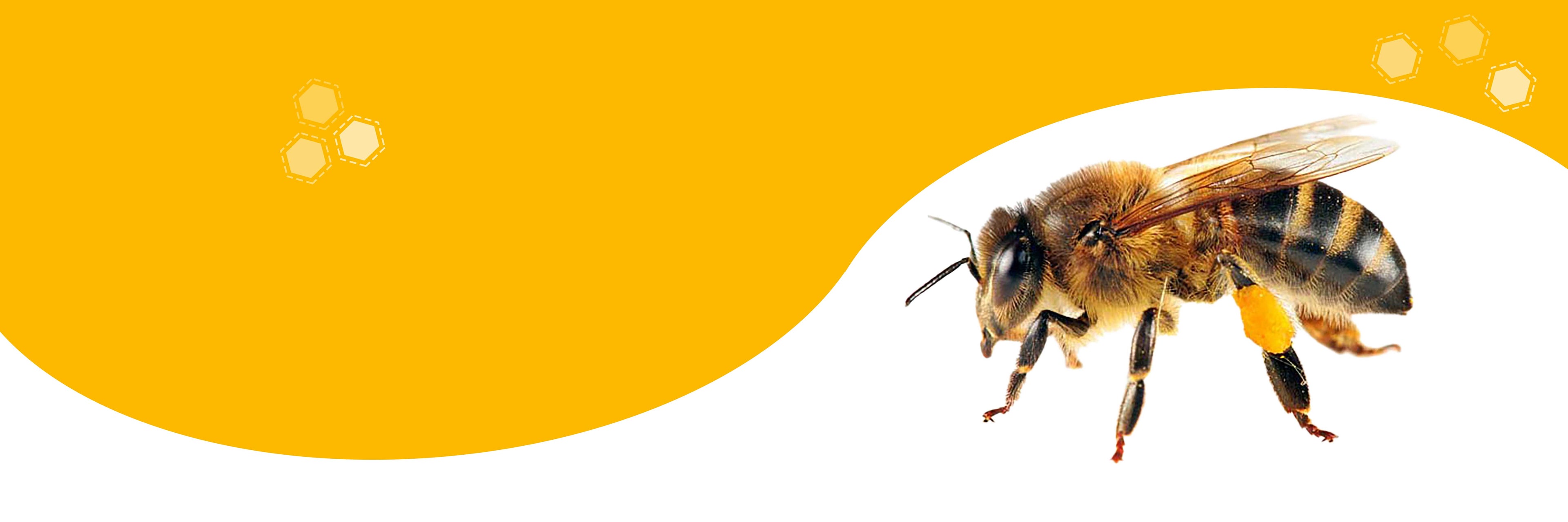 PCELAR DOO: Sve za pčele i pčelare – Pčelar doo